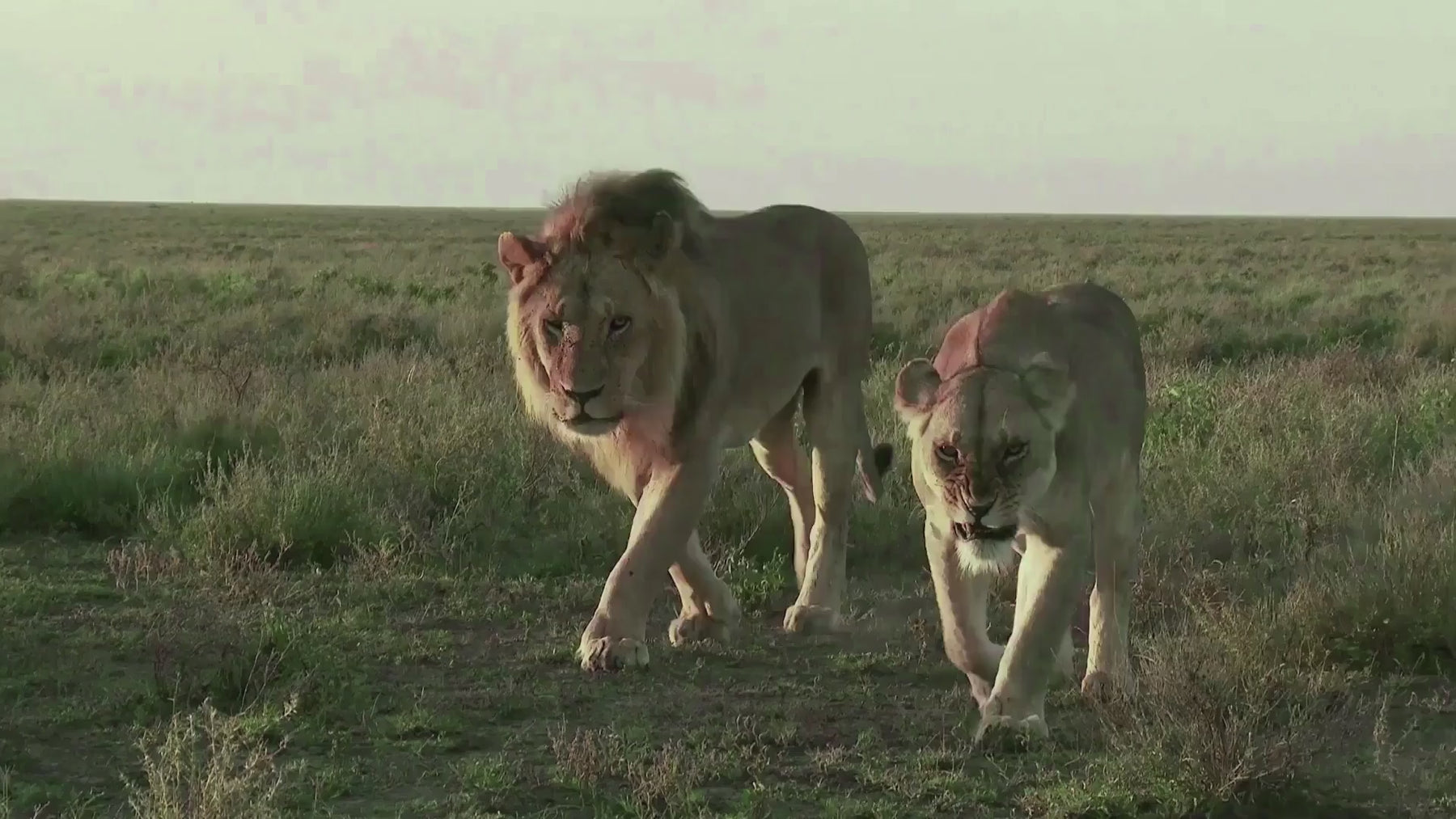 Perek Shira Series - Wolves (Video)